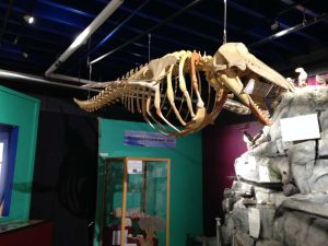 Visit Us - Alaska Museum of Science and Nature
